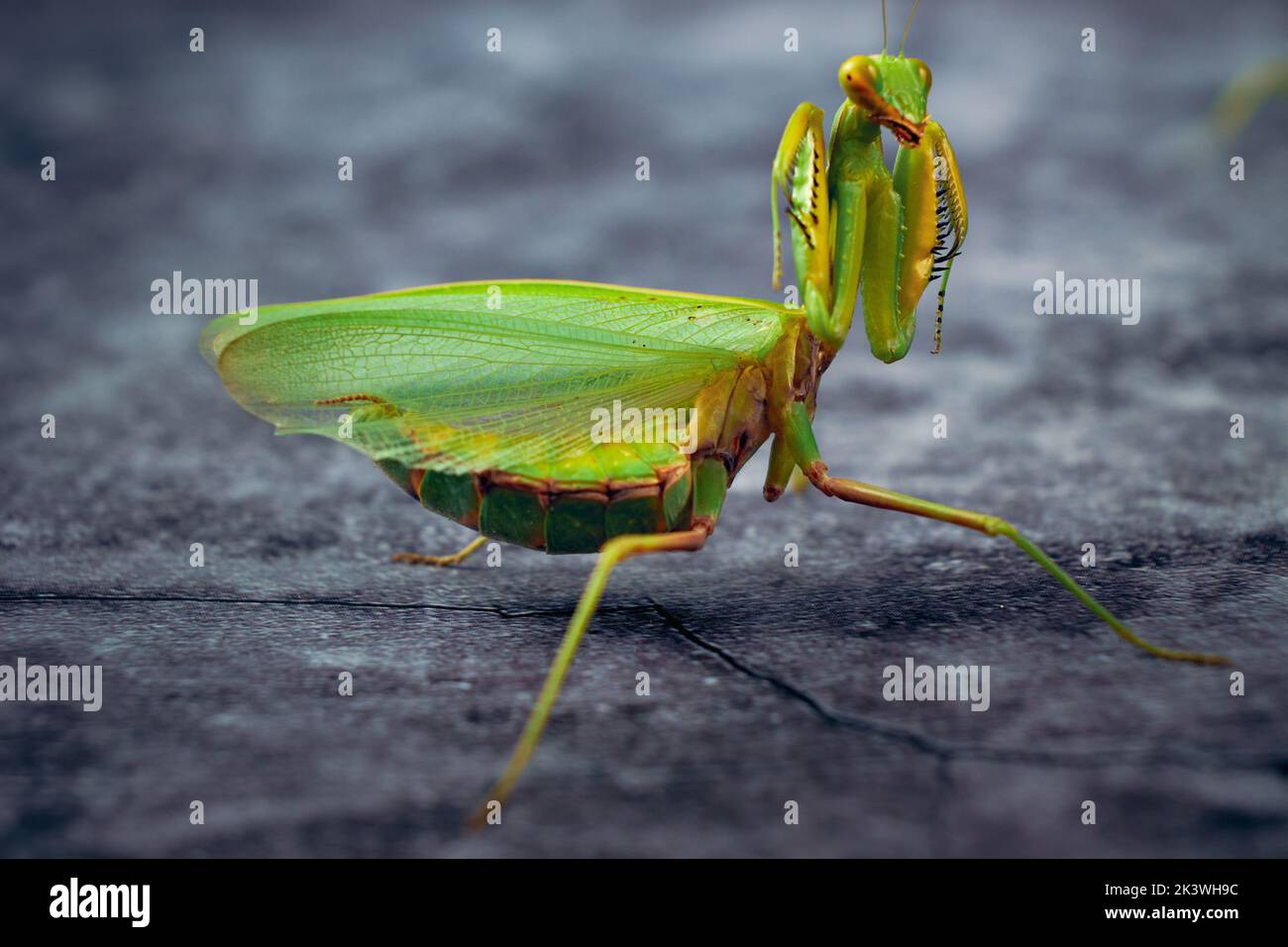 Portrait cute large green praying mantis attacking stance on a darck ...