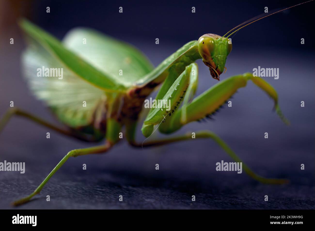 Portrait dancing large green praying mantis on a darck background Stock ...