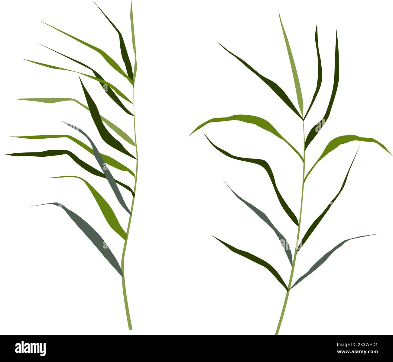 Bull rushes Cut Out Stock Images & Pictures - Alamy