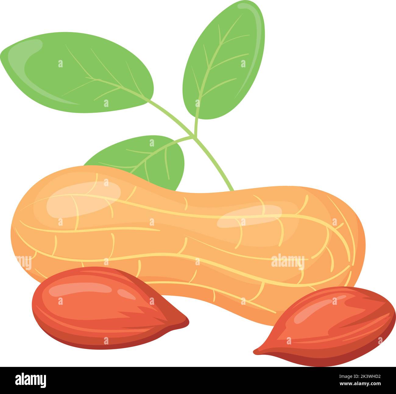 Raw peanut icon. Cartoon natural shell nut isolated on white background ...