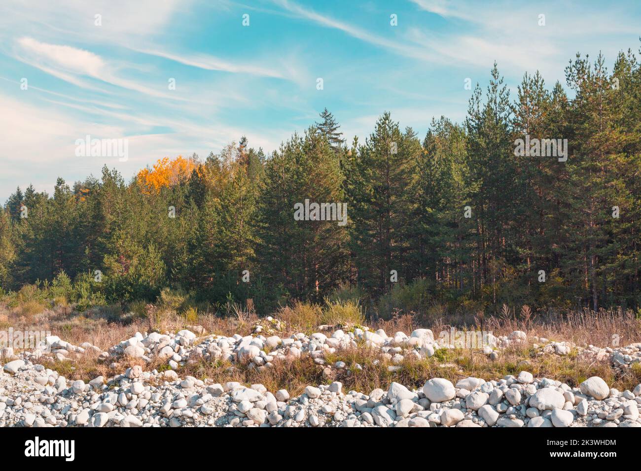 The miracle pine tree hi-res stock photography and images - Alamy