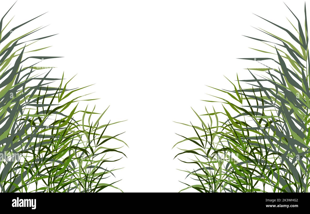 Isolated vector drawing.Image of a green reed or bulrush on a white ...