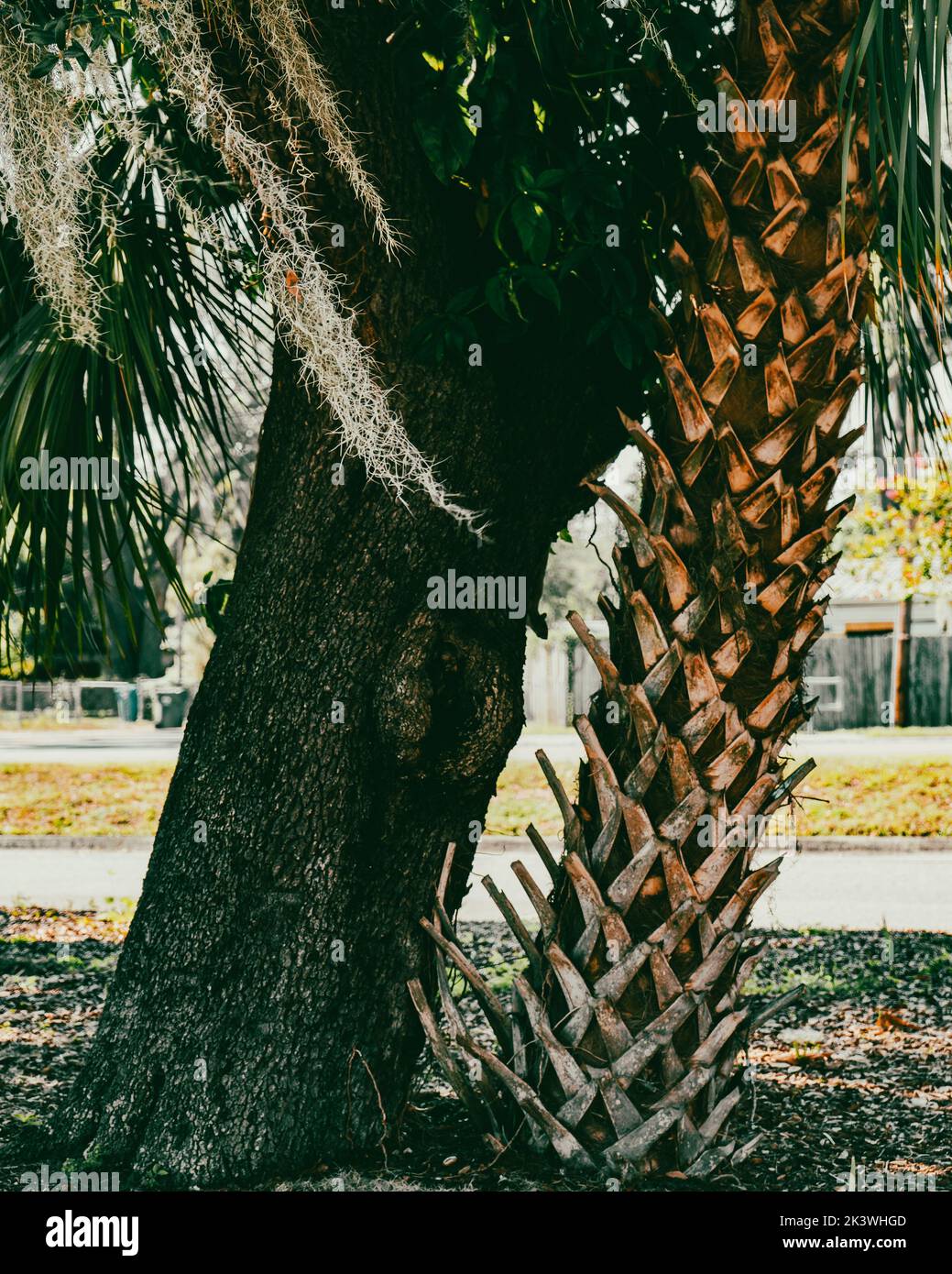 Types of palm trees hi-res stock photography and images - Alamy