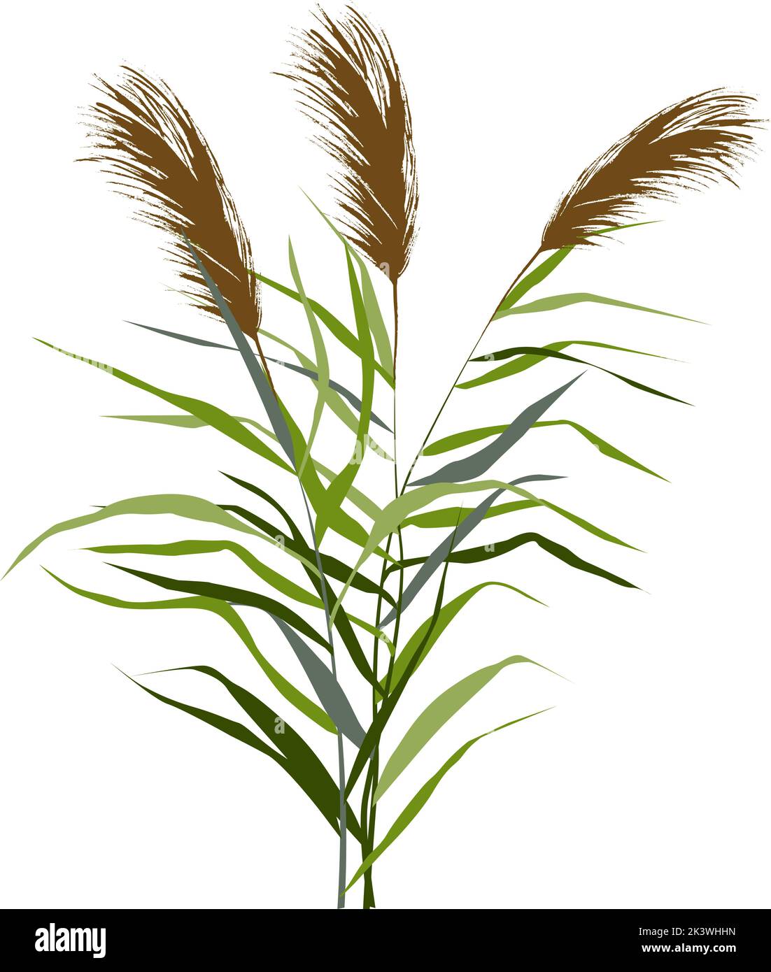Isolated vector drawing.Image of a green reed or bulrush on a white ...