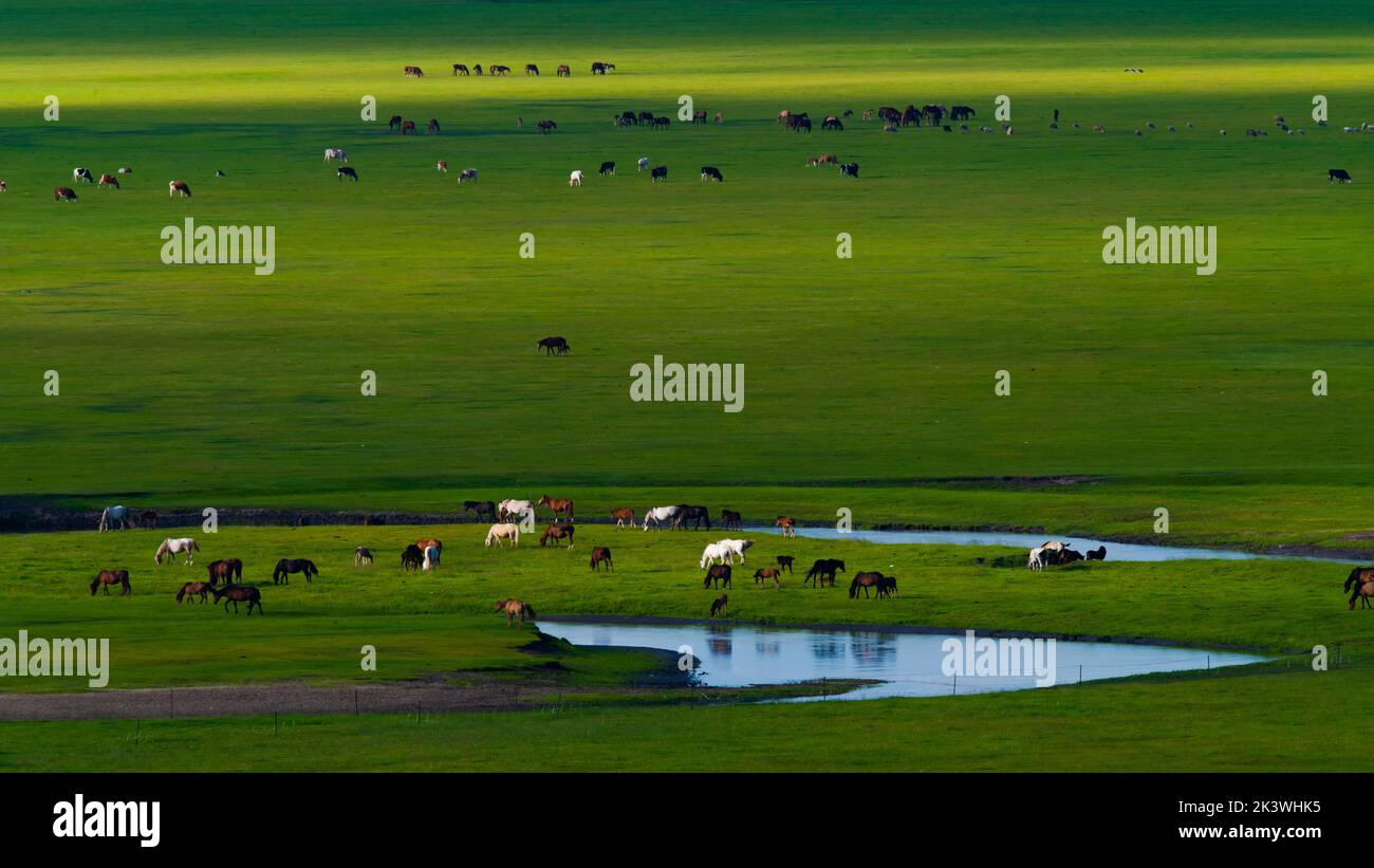 A scenic landscape of green fields with swirling rivers and cattle ...