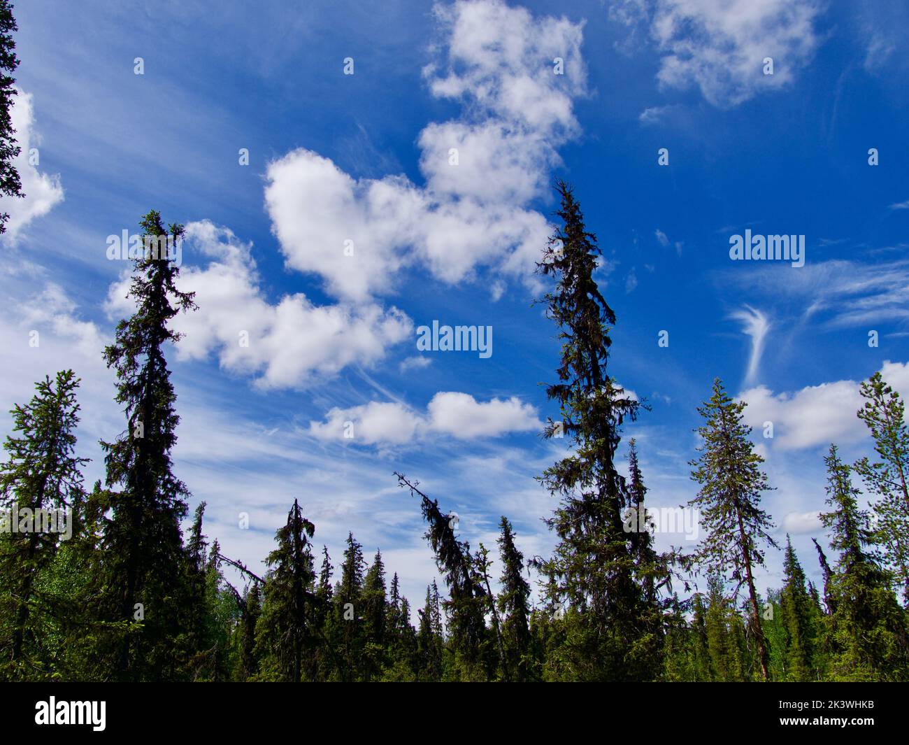 Lakeshore with trees and blue sky.Beautiful nature in the North Stock ...