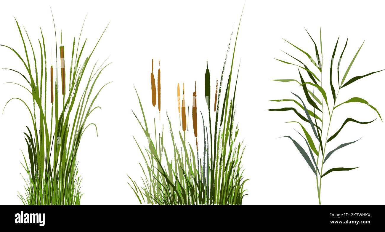 Isolated vector drawing.Image of a green reed or bulrush on a white ...
