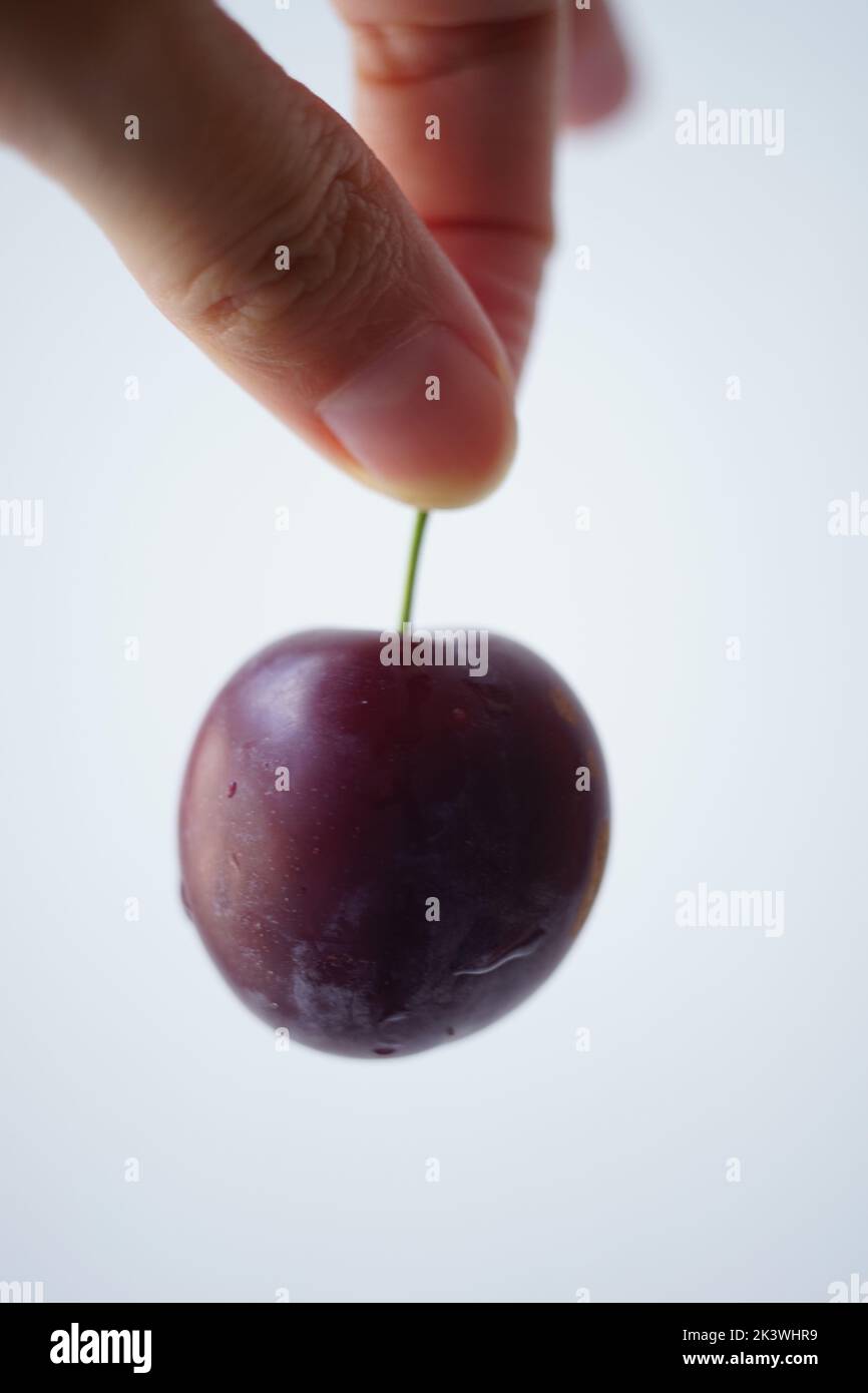 Ripe plum fruit in human hand on white wall background Stock Photo - Alamy