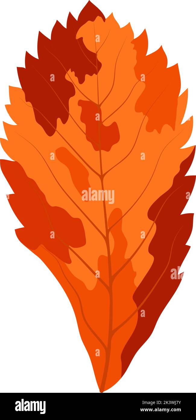 Autumn Rowan leaf. Leaf fall. Vector illustration Stock Vector Image ...