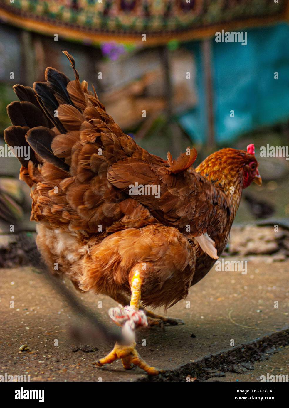 Selective blurring hi-res stock photography and images - Alamy