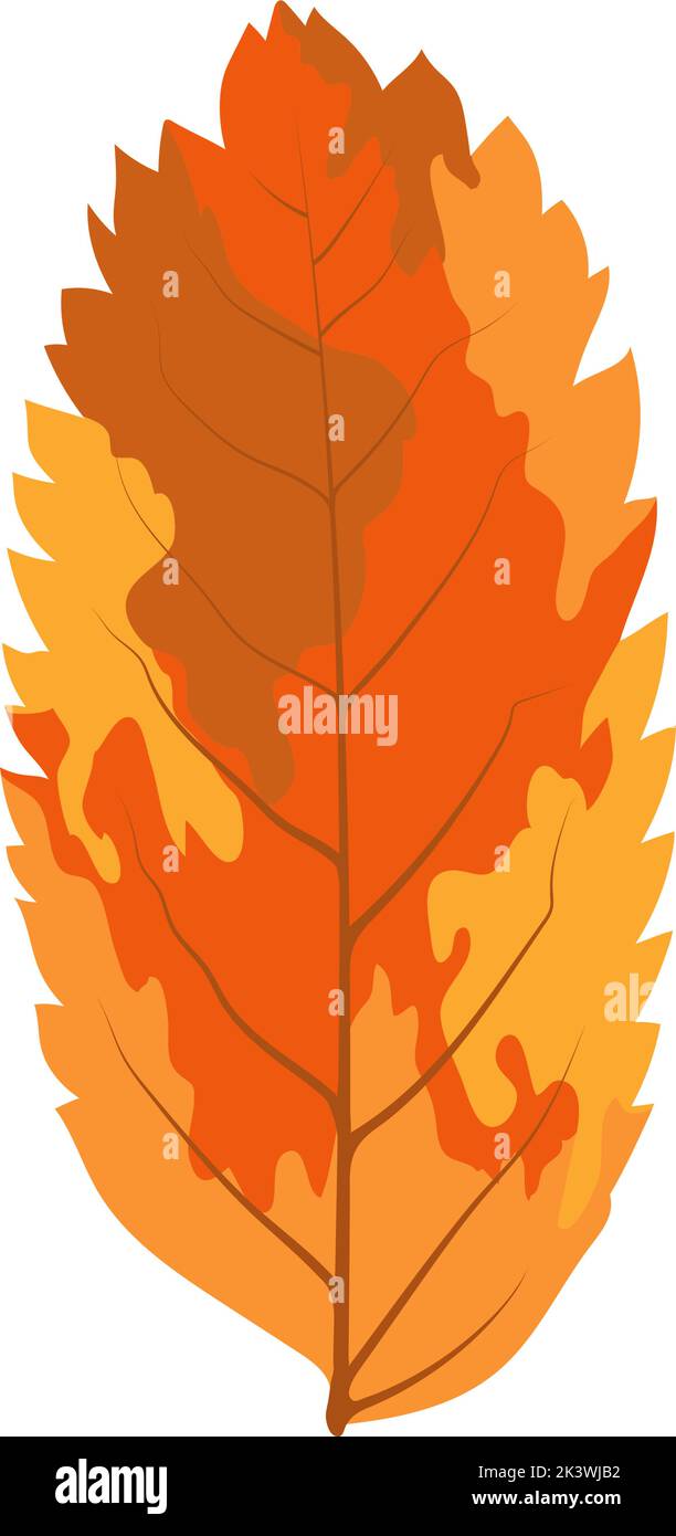 Autumn Rowan leaf. Leaf fall. Vector illustration Stock Vector Image ...