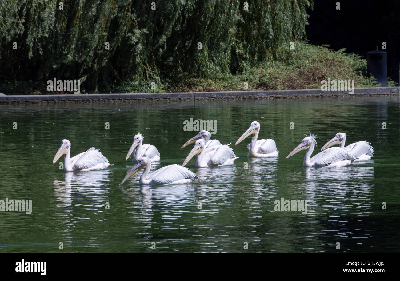 The Luisenpark municipal park in Mannheim, Baden-Württemberg, Germany ...