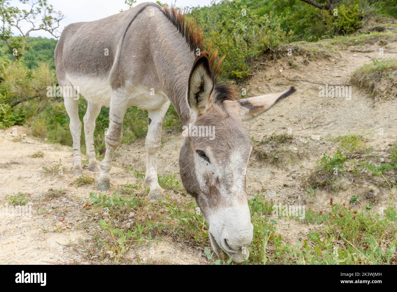 Domestic gray donkey (Equus asinus) in mountain pasture. Drome, France ...