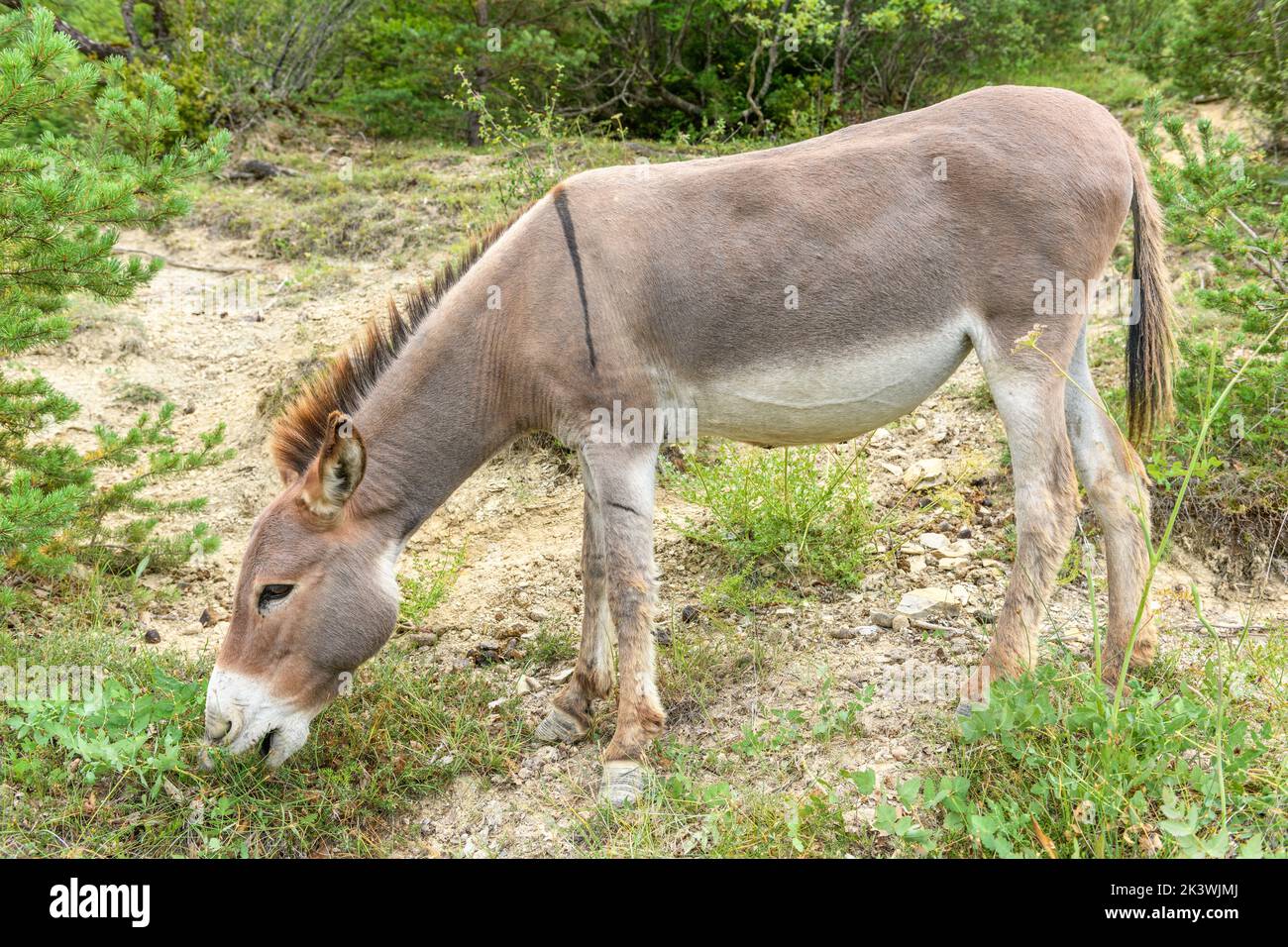 Domestic gray donkey (Equus asinus) in mountain pasture. Drome, France ...