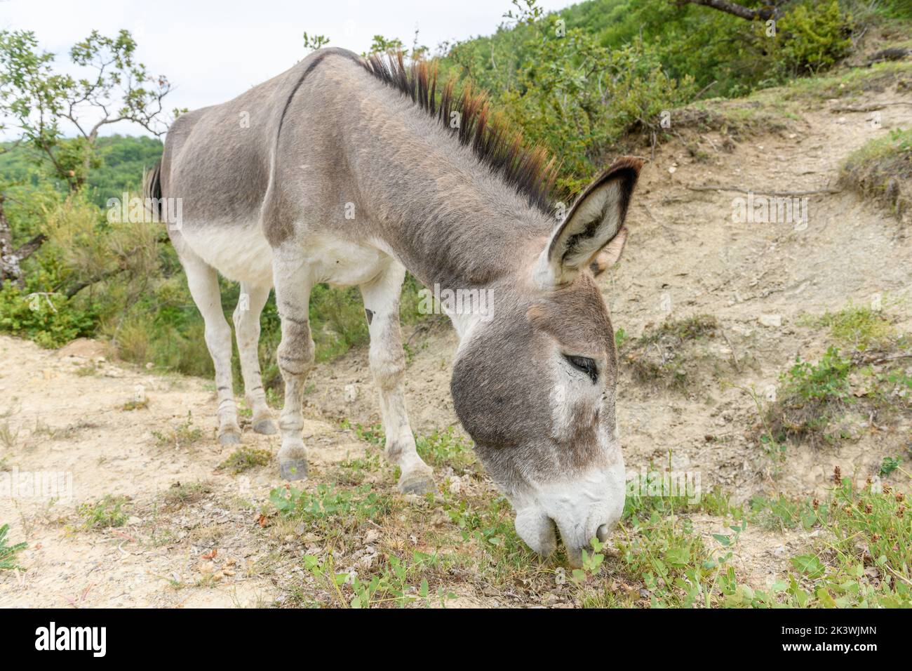 Domestic gray donkey (Equus asinus) in mountain pasture. Drome, France ...