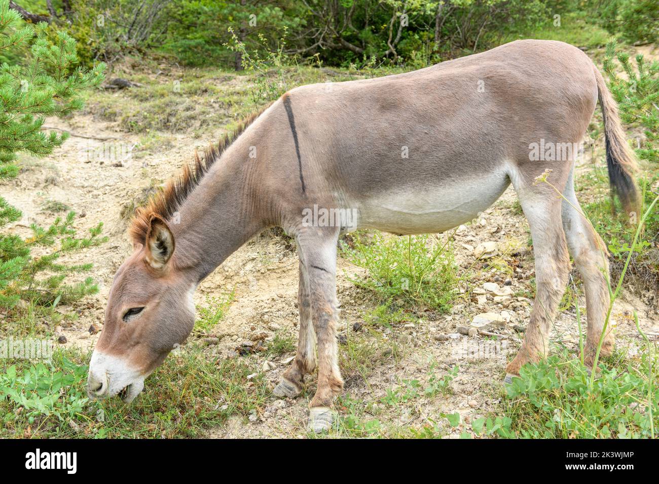 Domestic gray donkey (Equus asinus) in mountain pasture. Drome, France ...