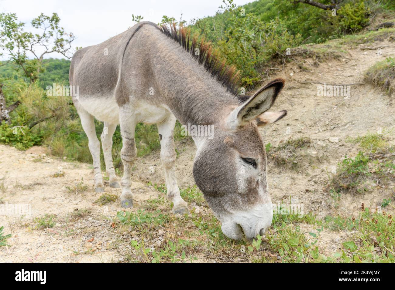Domestic gray donkey (Equus asinus) in mountain pasture. Drome, France ...