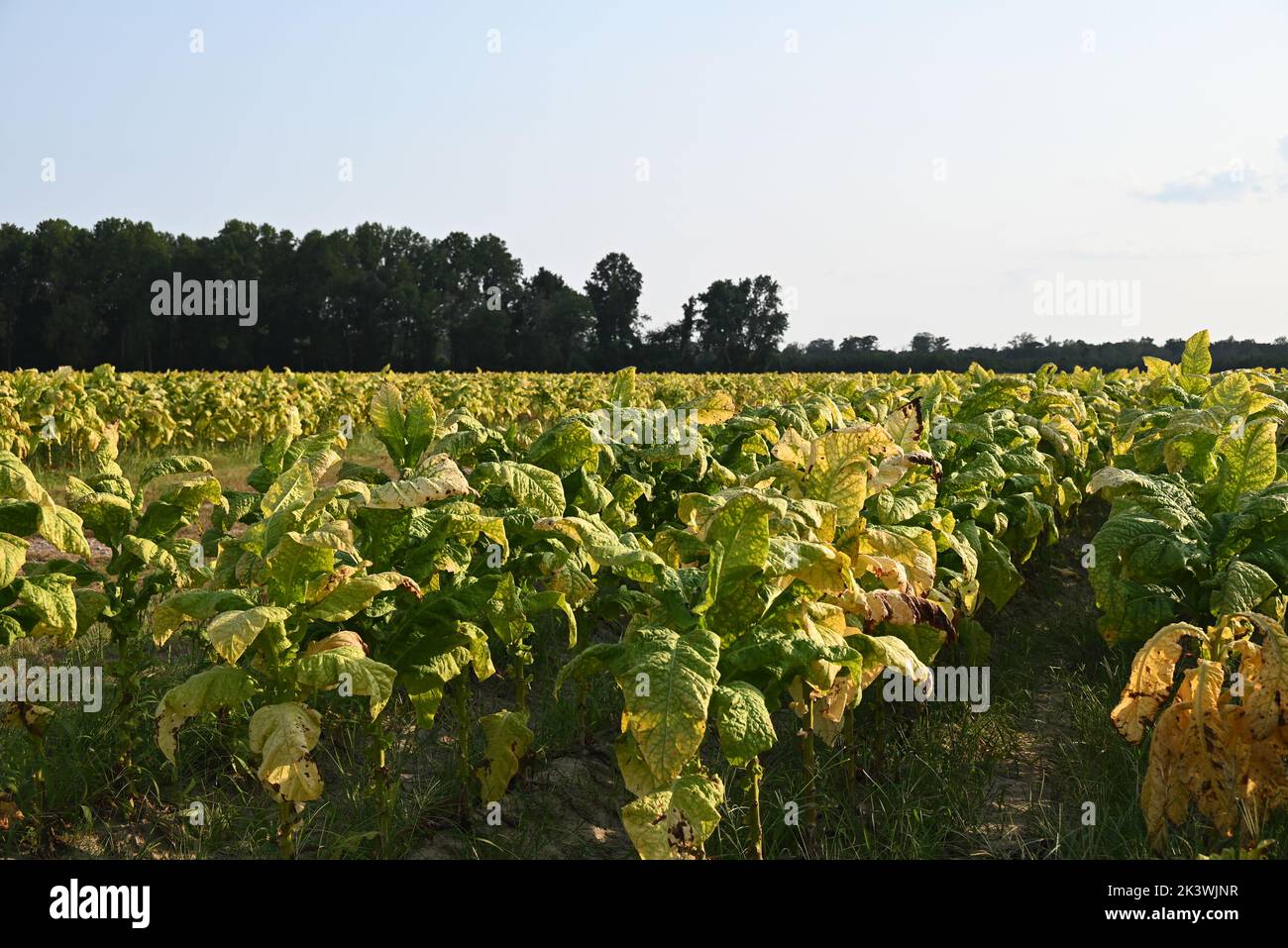 A tobacco field ready for harvest in Bertie County North Carolina Stock ...