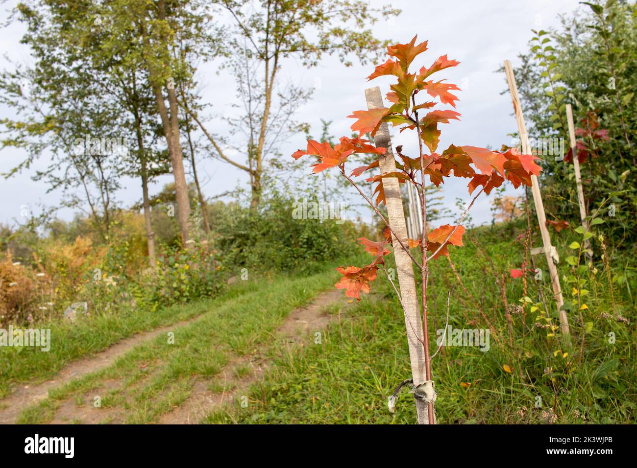 Young oak tree with red autumn leaves in the park. Planting, growing ...