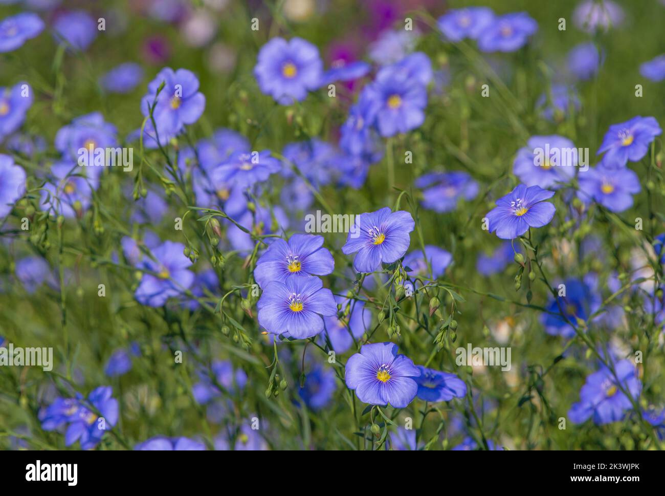 In a common flax hi-res stock photography and images - Alamy