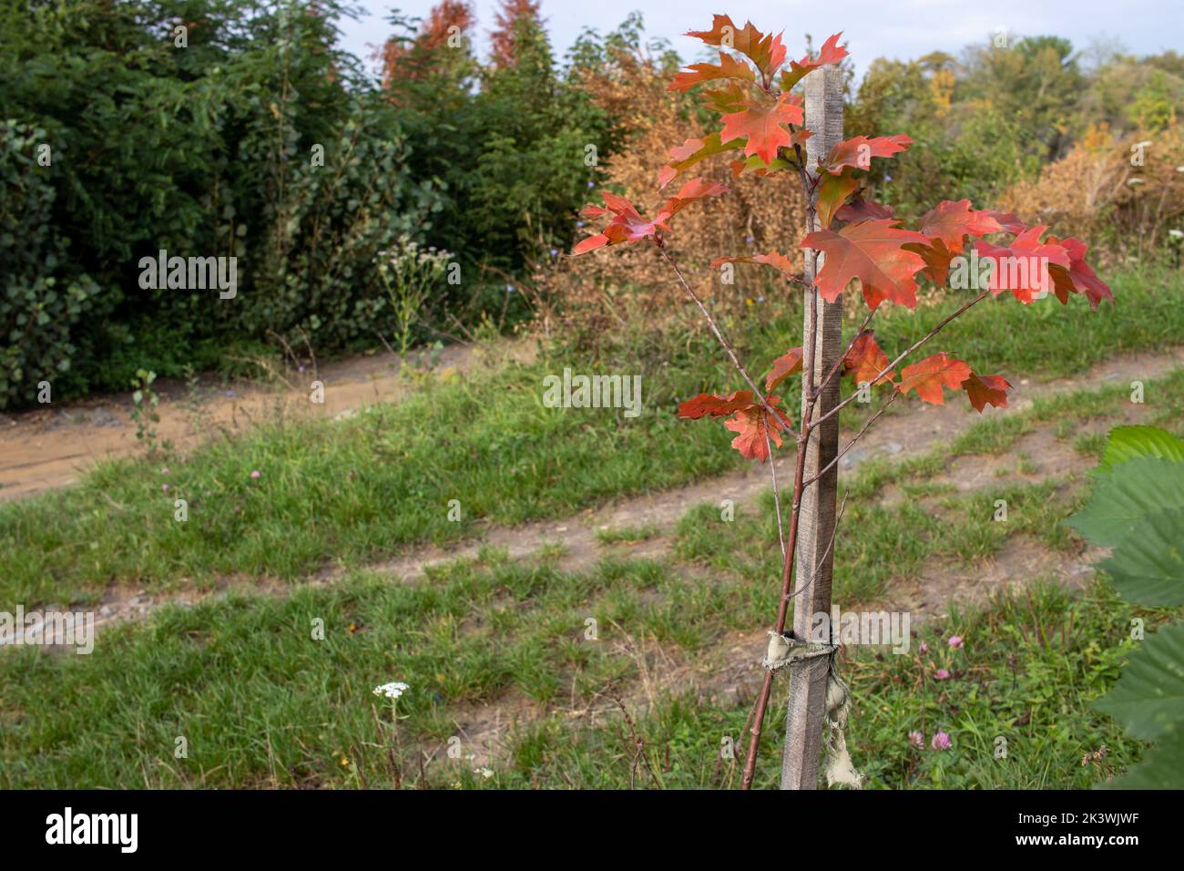 Planting of new trees hi-res stock photography and images - Alamy