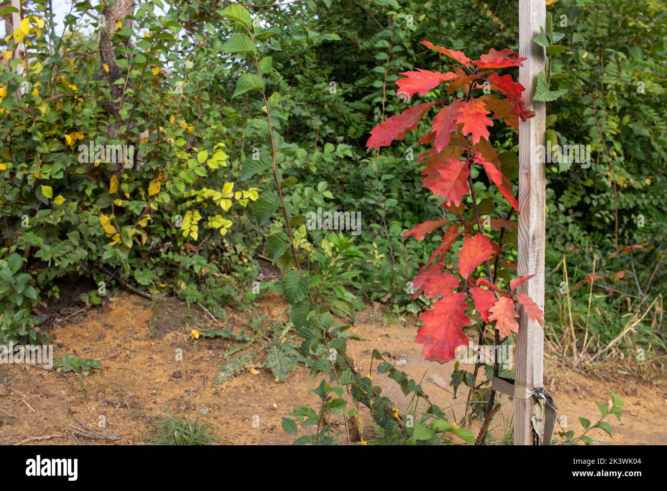 Young oak tree with red autumn leaves in the park. Planting, growing ...