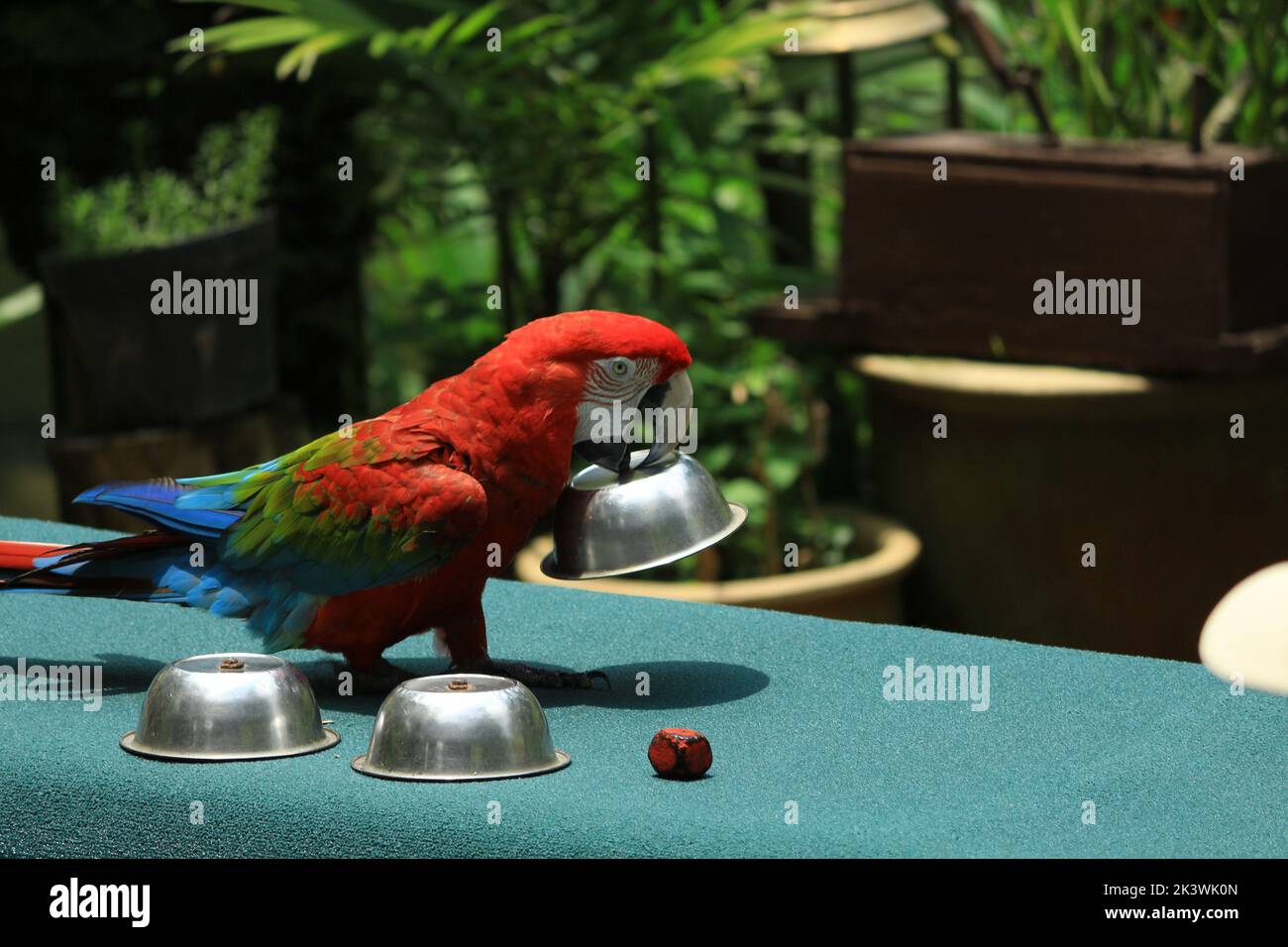 A side view of adorable colorful Scarlet macaw holding metal object in ...