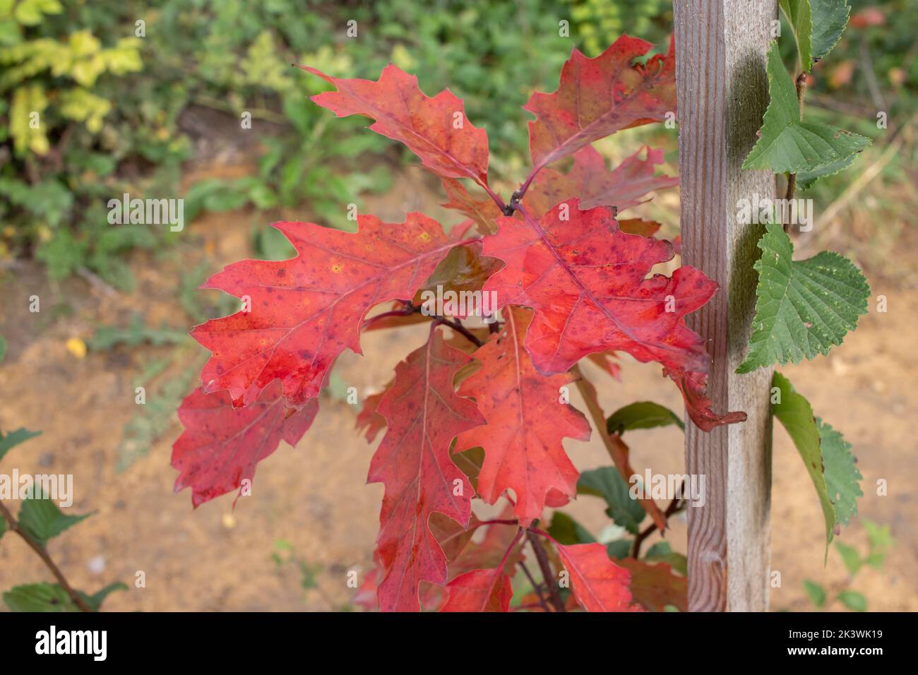 Young oak tree with red autumn leaves in the park. Planting, growing ...