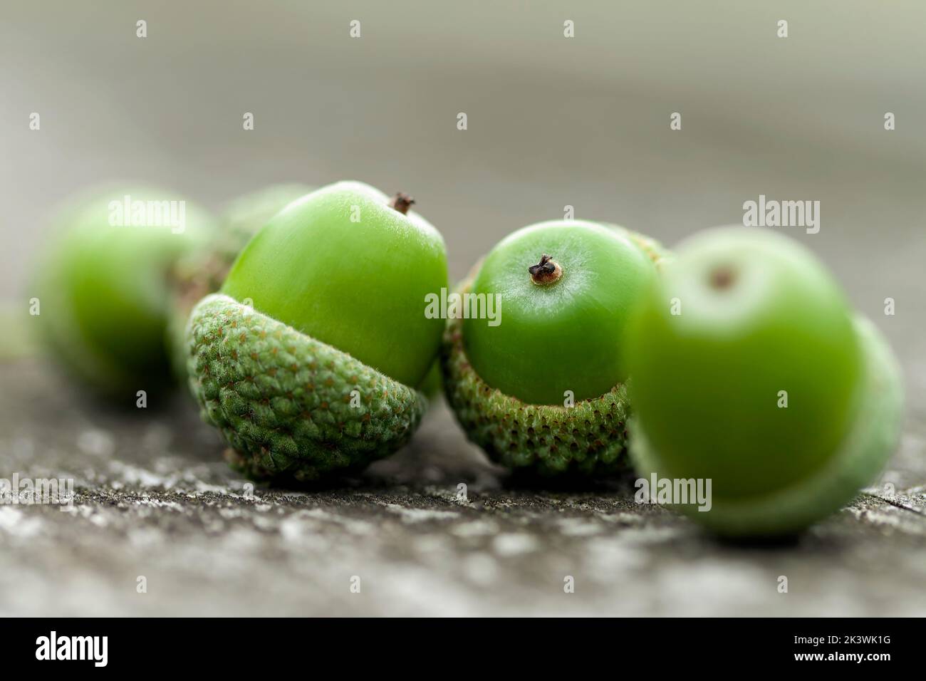 Oak nuts hi-res stock photography and images - Alamy