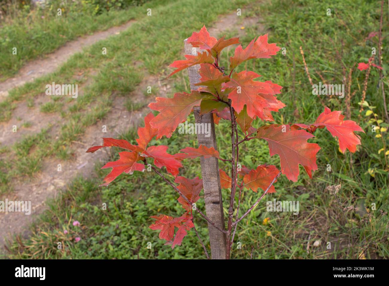 Young oak tree with red autumn leaves in the park. Planting, growing ...