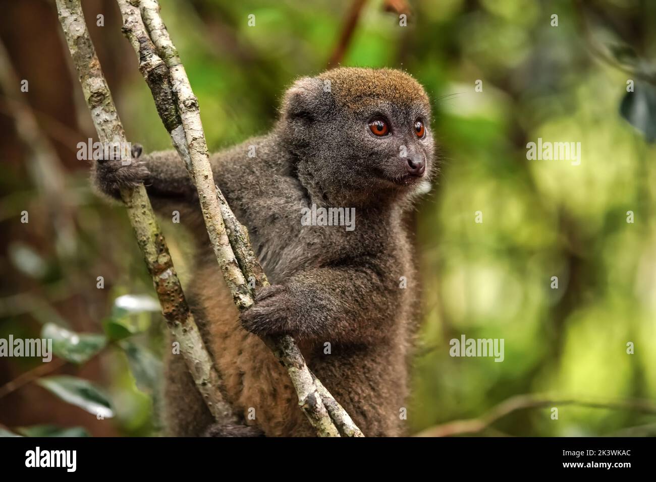 Eastern lesser Bamboo lemur - Hapalemur griseus - holding to a thin ...