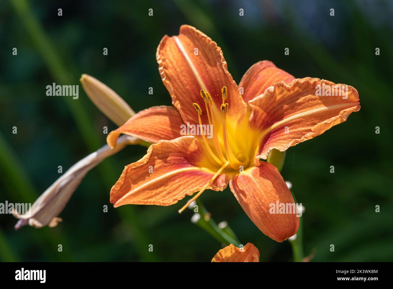 Close up of an orange daylily (hemerocallis fulva) flower in bloom ...