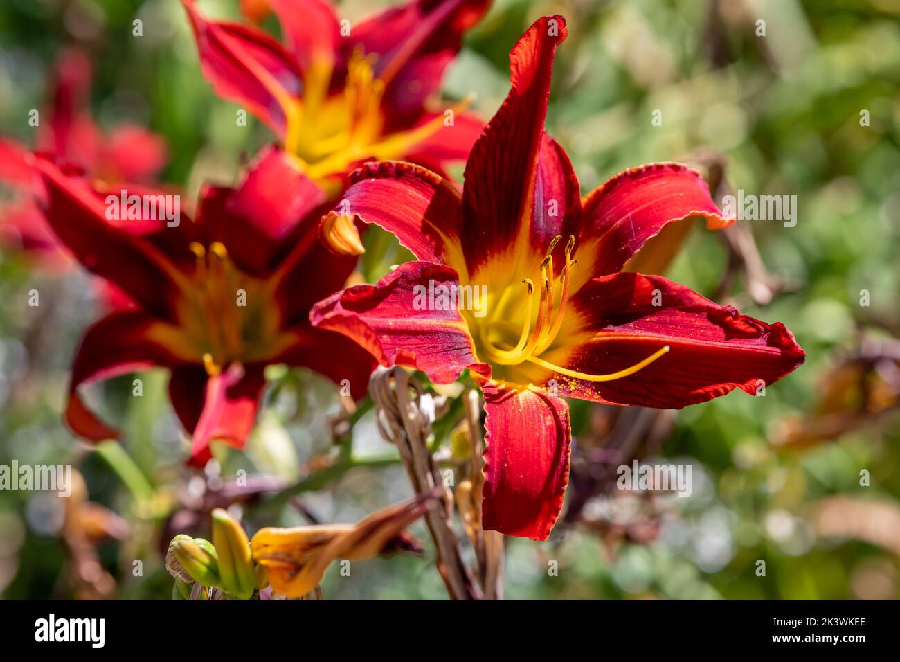 Close up of red day lilies in bloom Stock Photo - Alamy