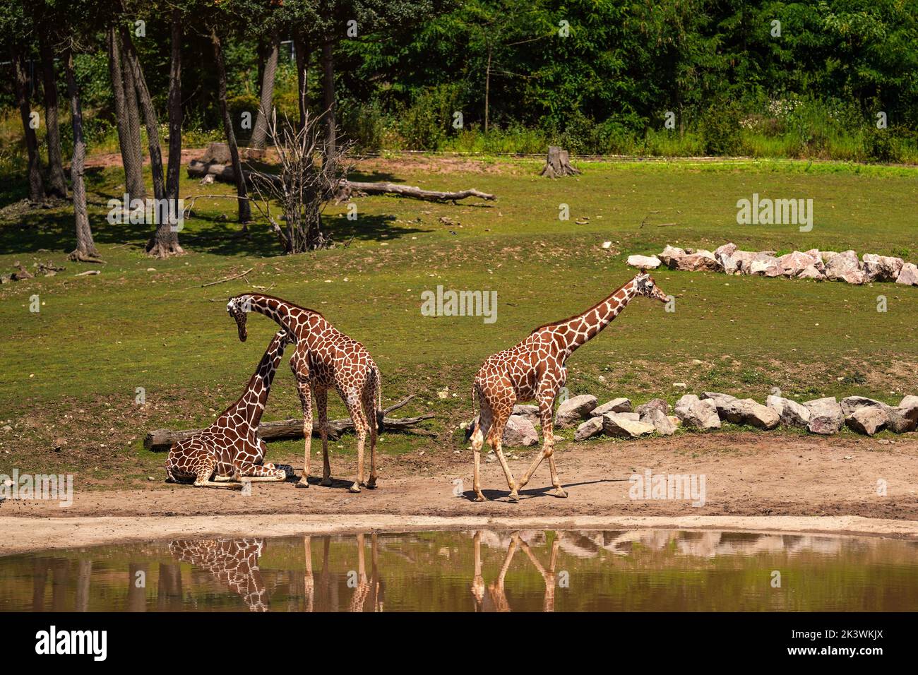Three reticulated giraffe Giraffa camelopardalis reticulata standing ...