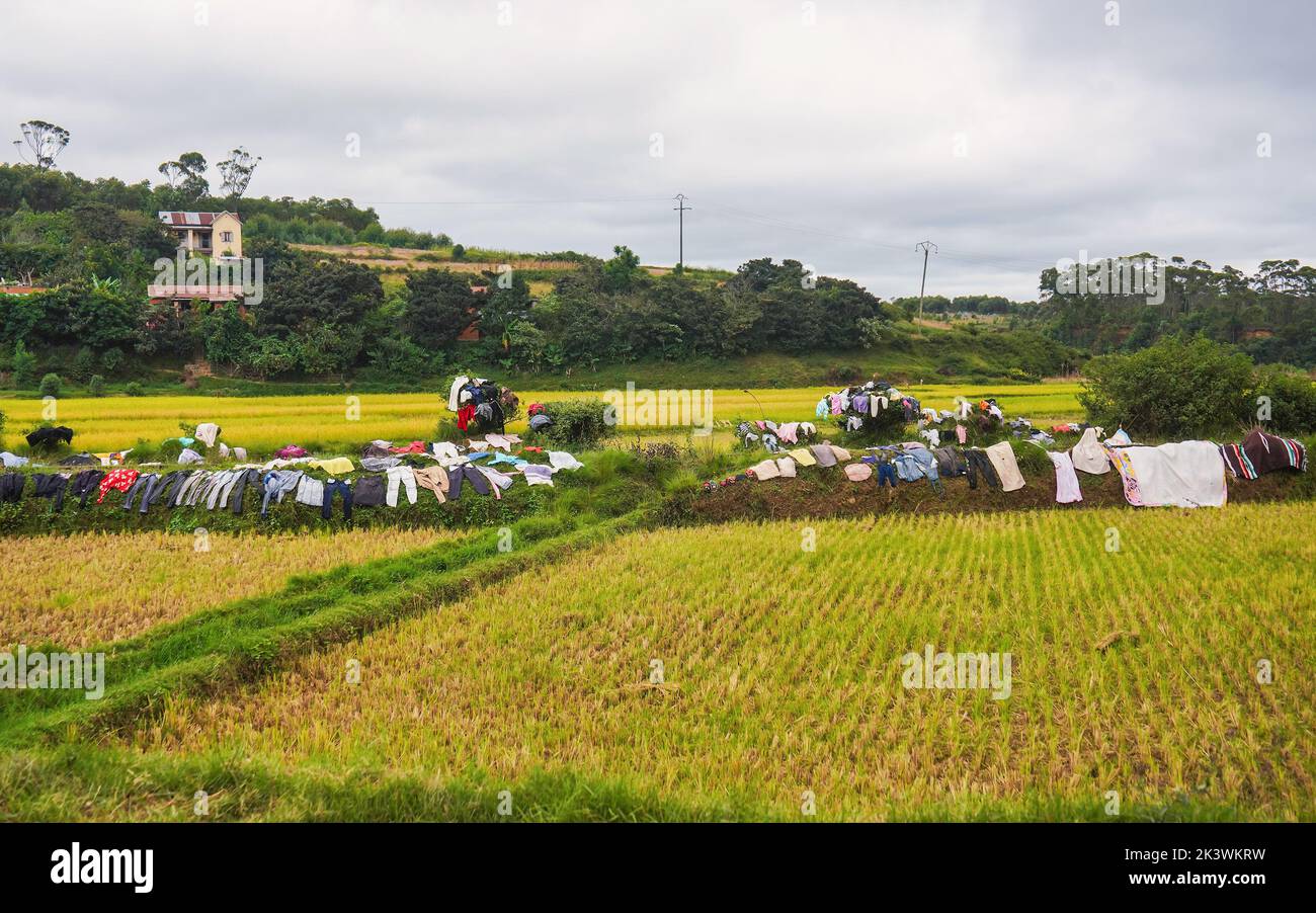 Laundry washed in near river getting dry on trees and bushes. Malagasy ...