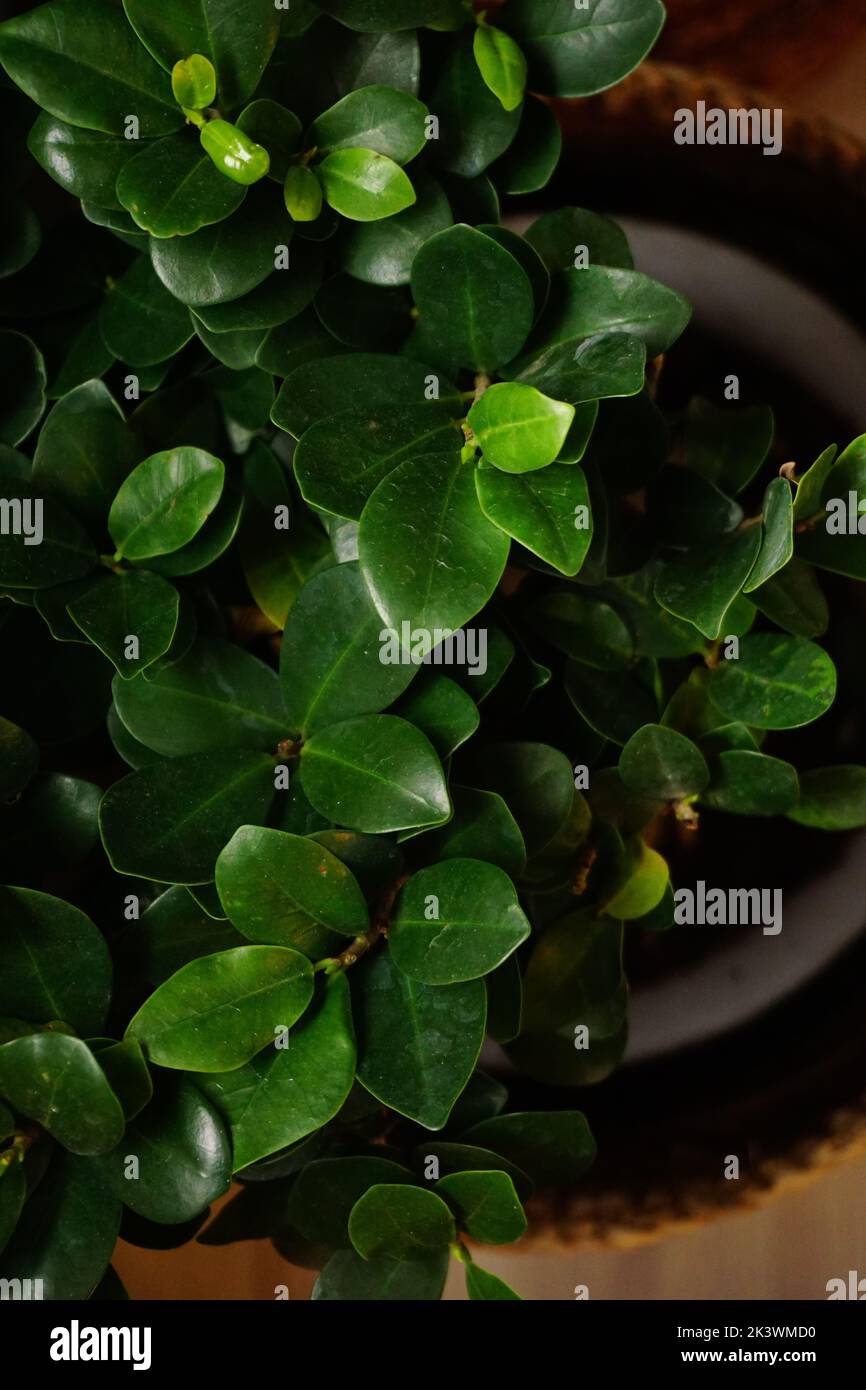 The vertical close-up view of potted Ficus microcarpa plant leaves ...