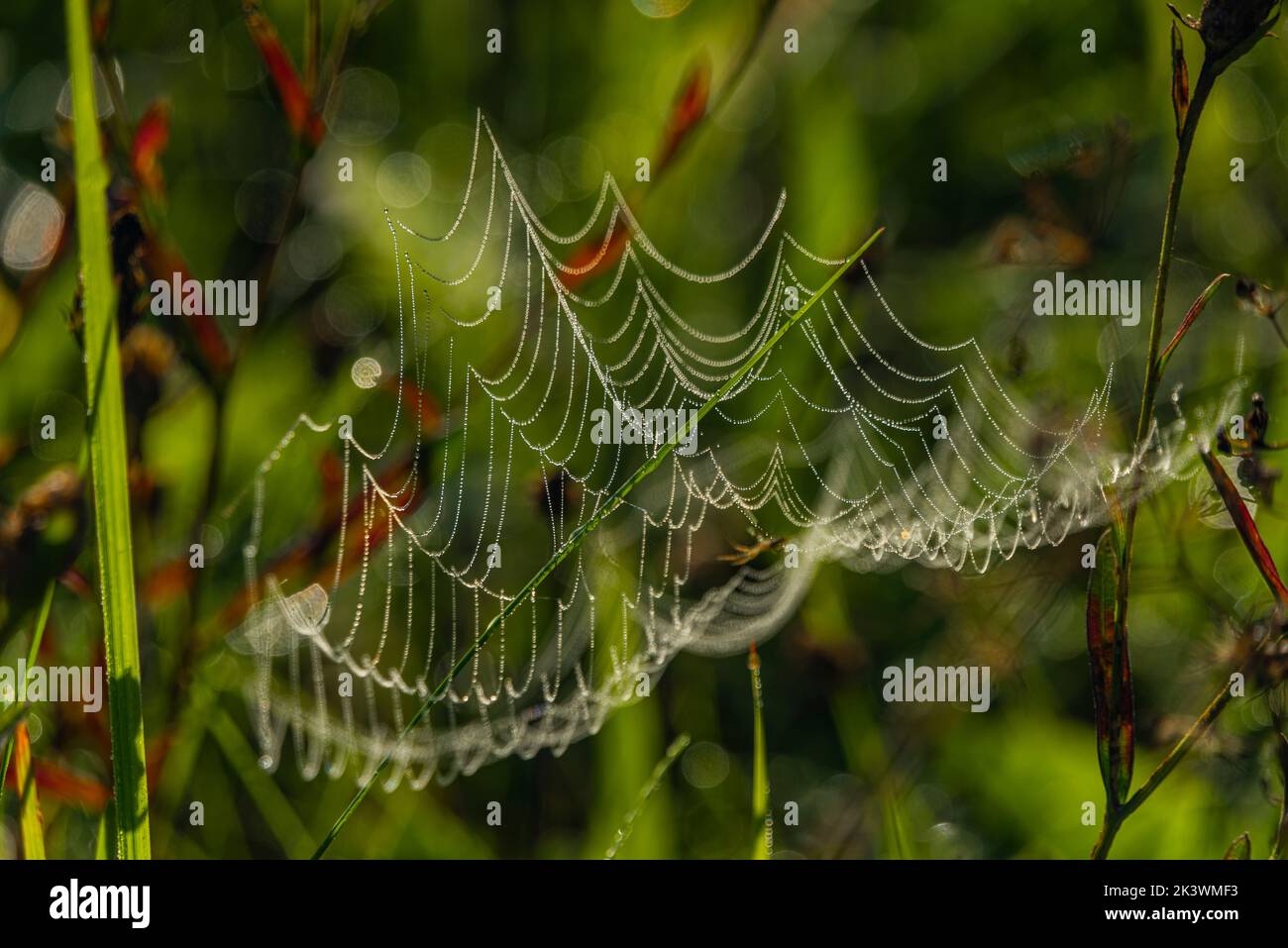 Color morning wet cobweb in green grass with sunrise color sun Stock ...