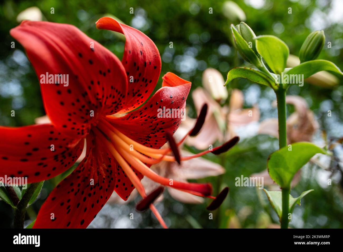 Red Lily flower in garden close up. Beautiful Lily flower over blurred ...