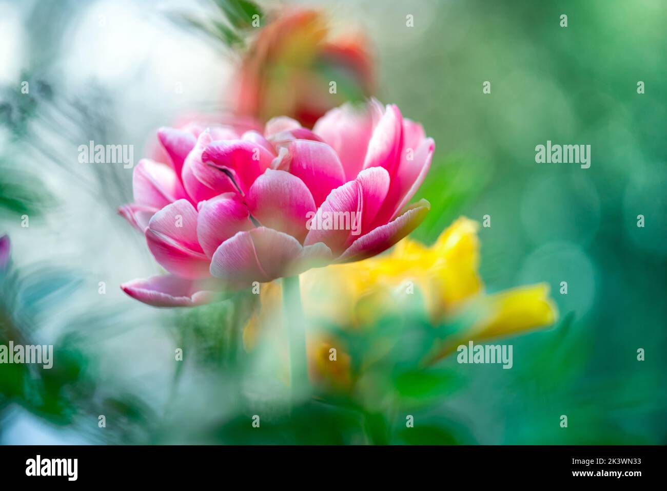 Pink Tulip flower in garden. Beautiful tulip flower on blurred green ...