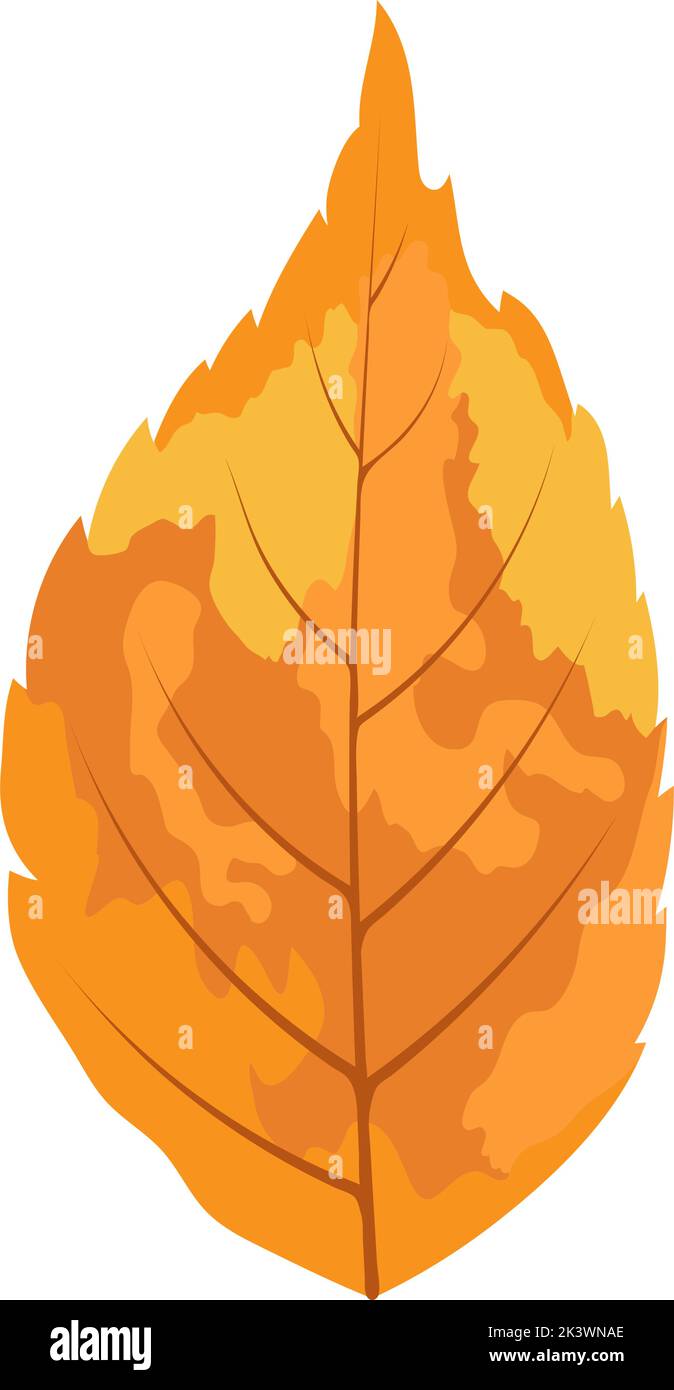 Autumn ash-tree leaf. Leaf fall. Vector illustration Stock Vector Image ...