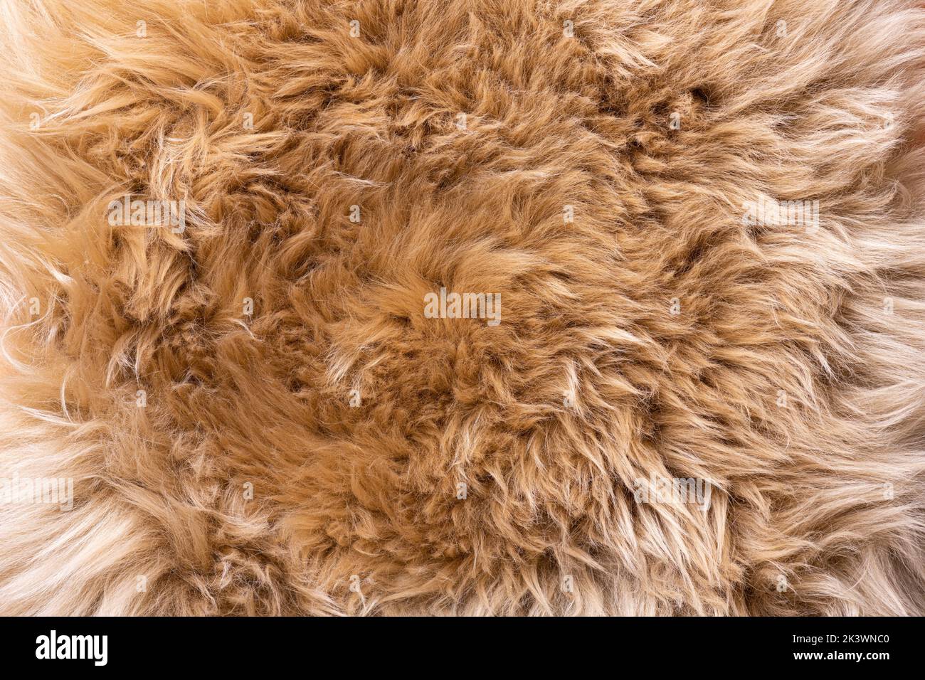 Fur texture top view. Brown fur background. Fur pattern. Texture of ...