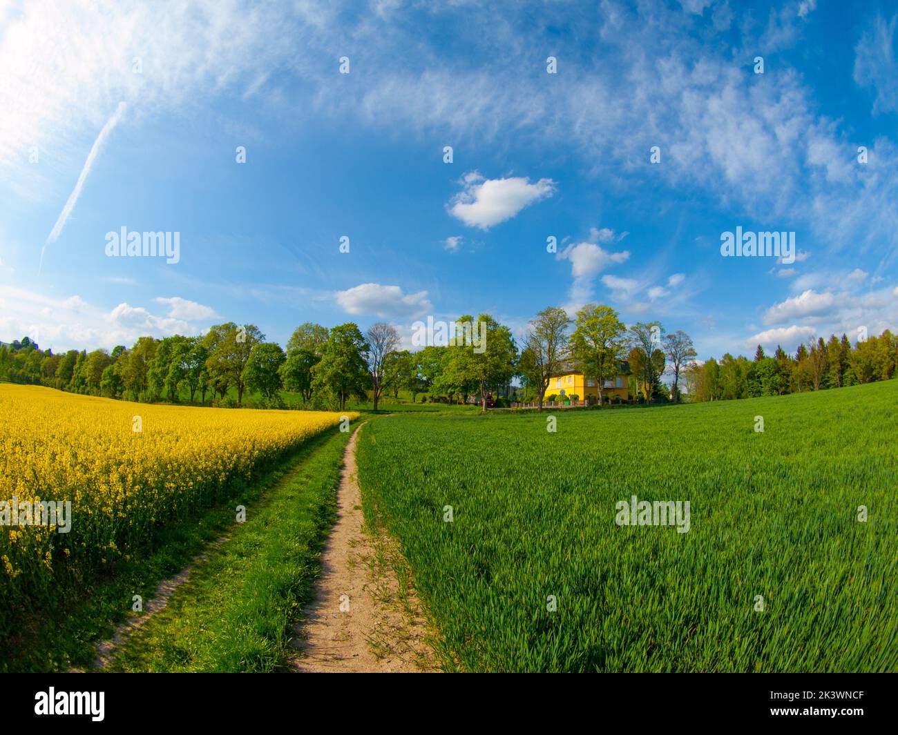 Field of rapeseed plant with country road Stock Photo - Alamy