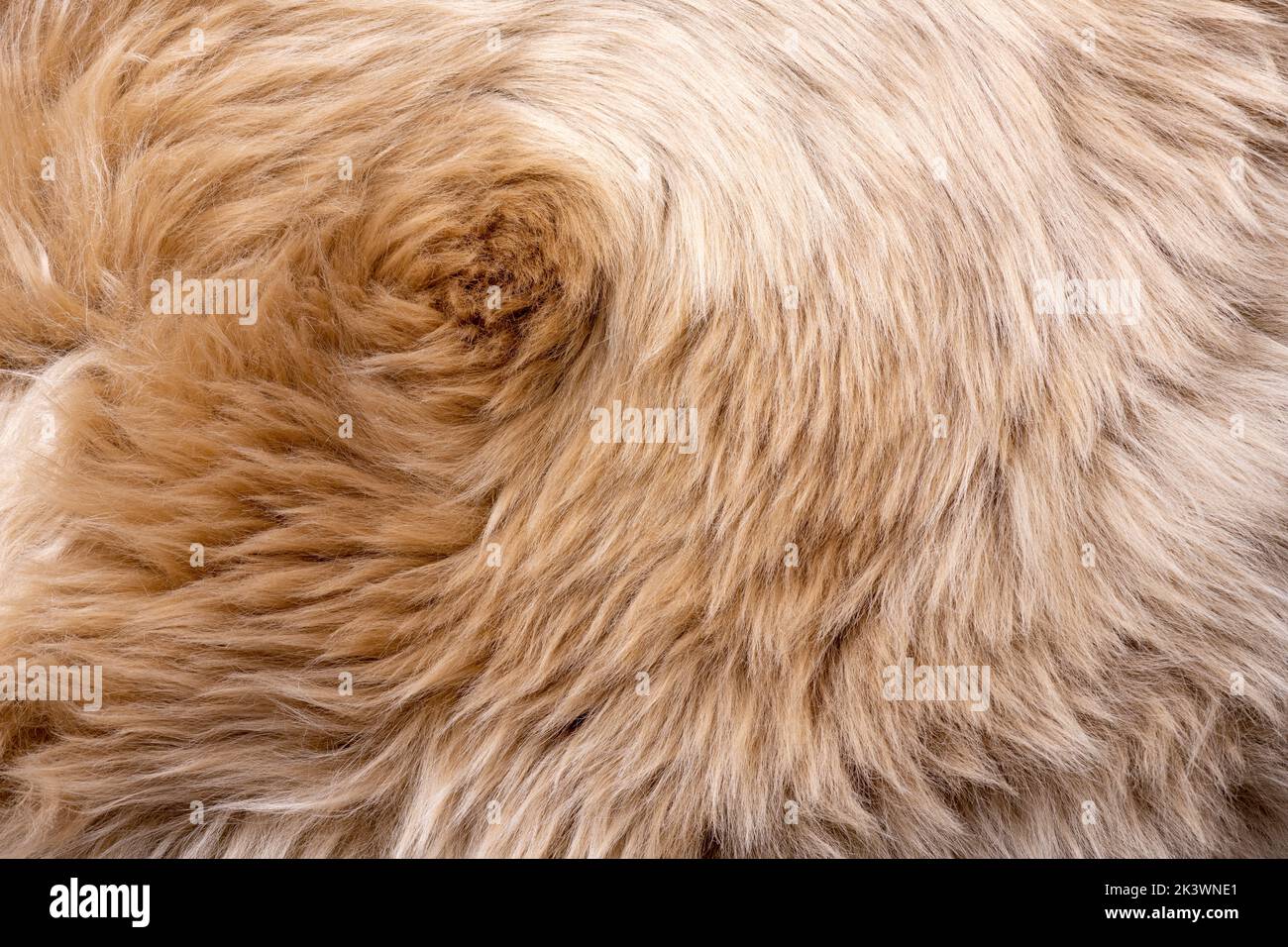 Fur texture top view. Brown fur background. Fur pattern. Texture of ...