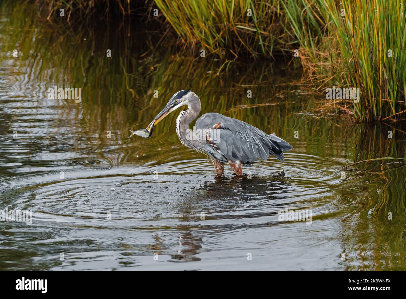 Great Blue Heron with fish in a wetland on an overcast day. It is a ...