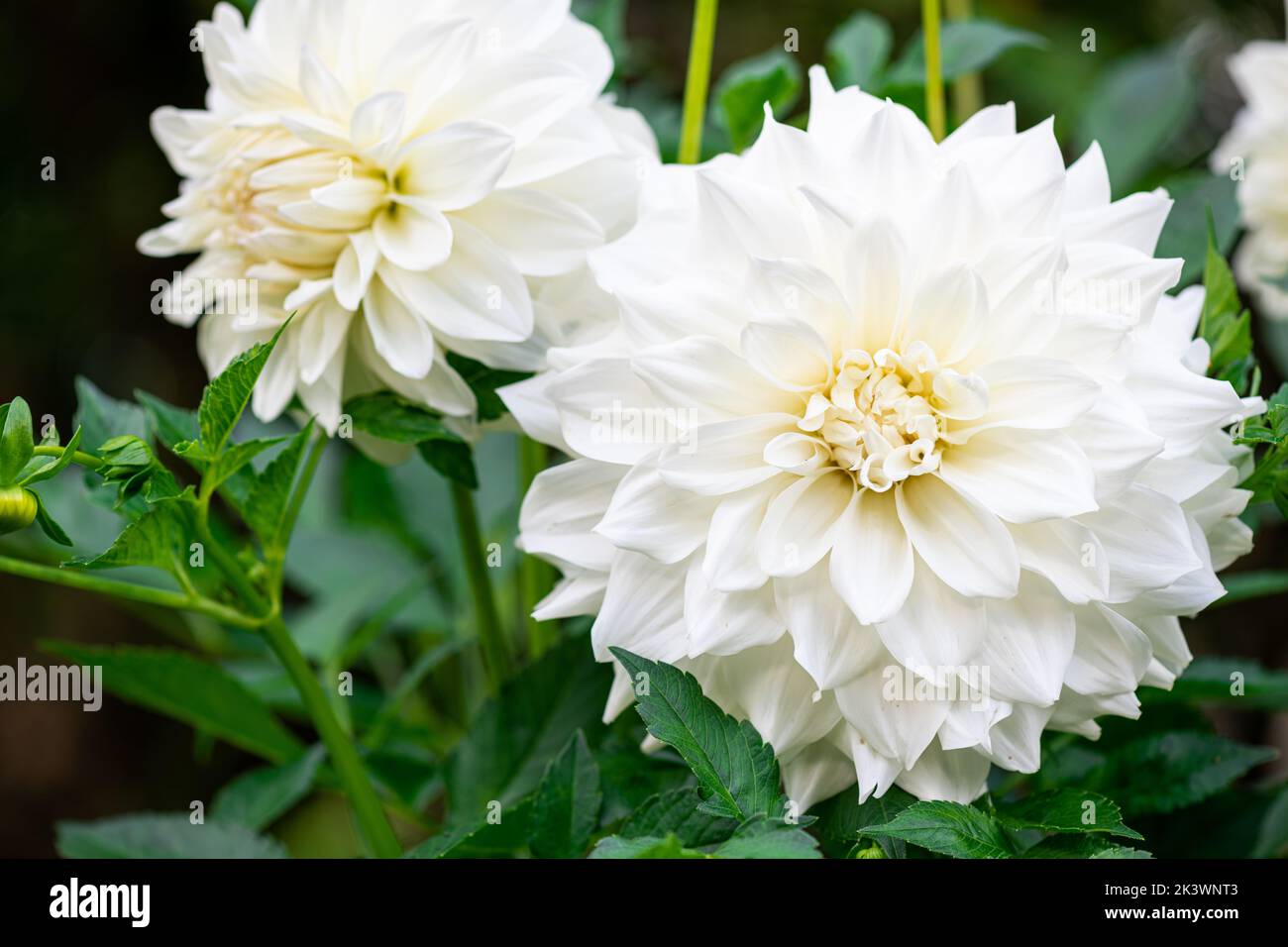 White Dahlia flowers in garden. Beautiful dahlia flower over blurred ...