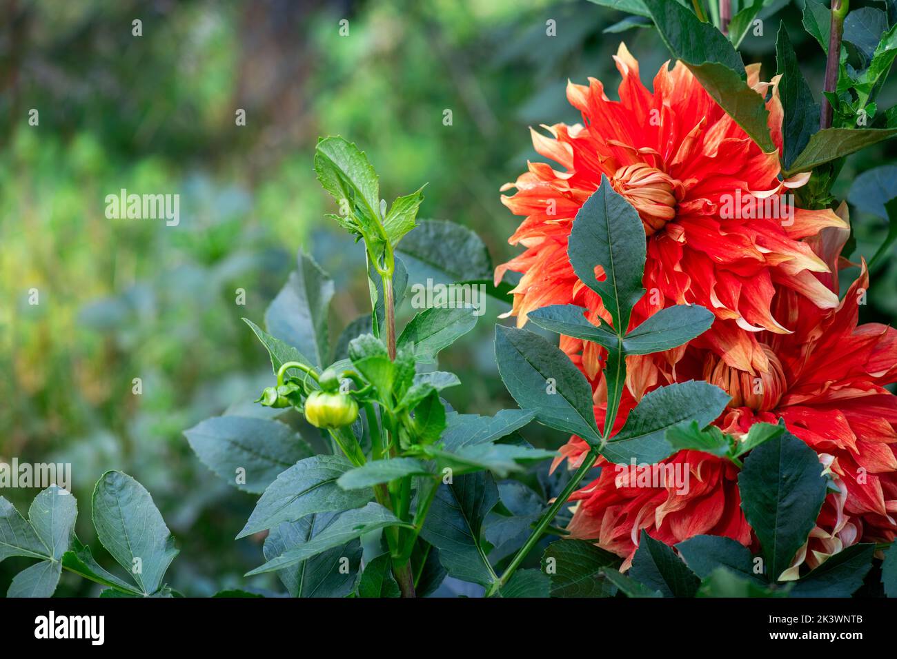 Red Dahlia flowers in garden. Beautiful dahlia flower over blurred ...