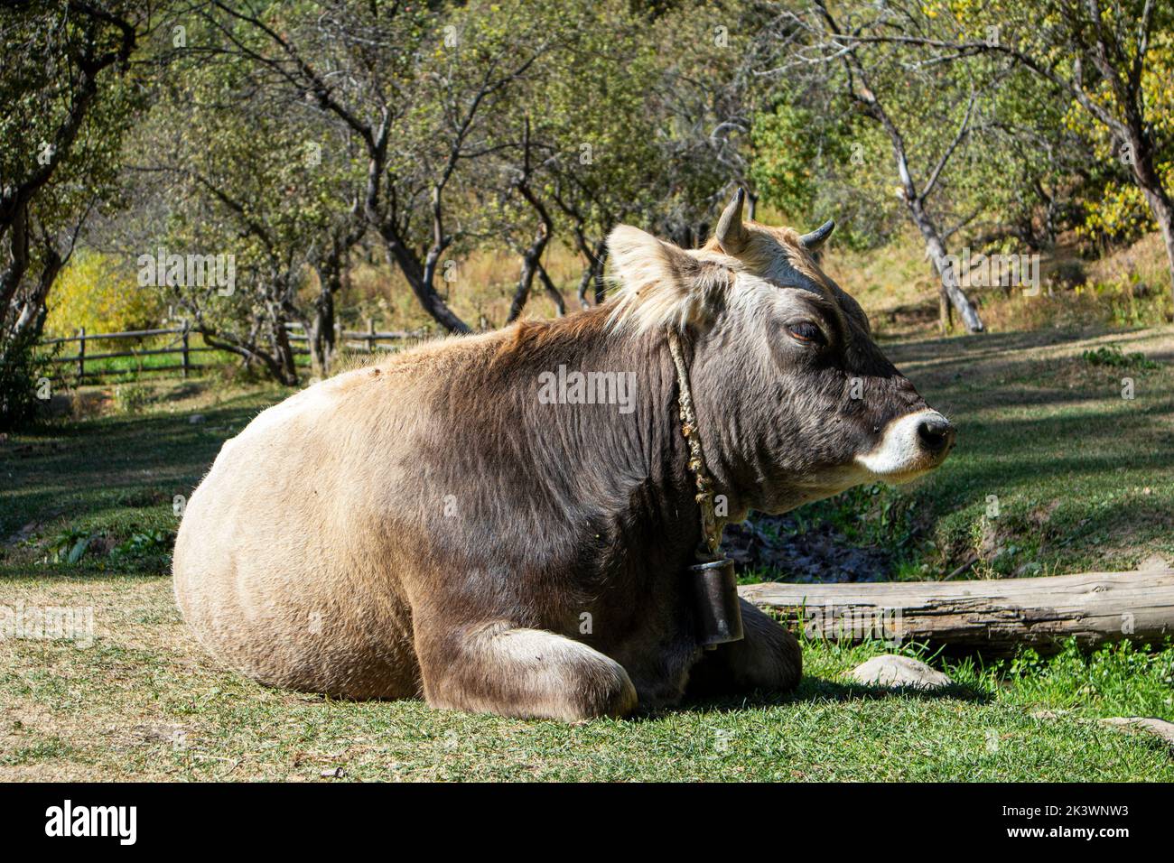 a bull with a bell is lying on the lawn Stock Photo - Alamy
