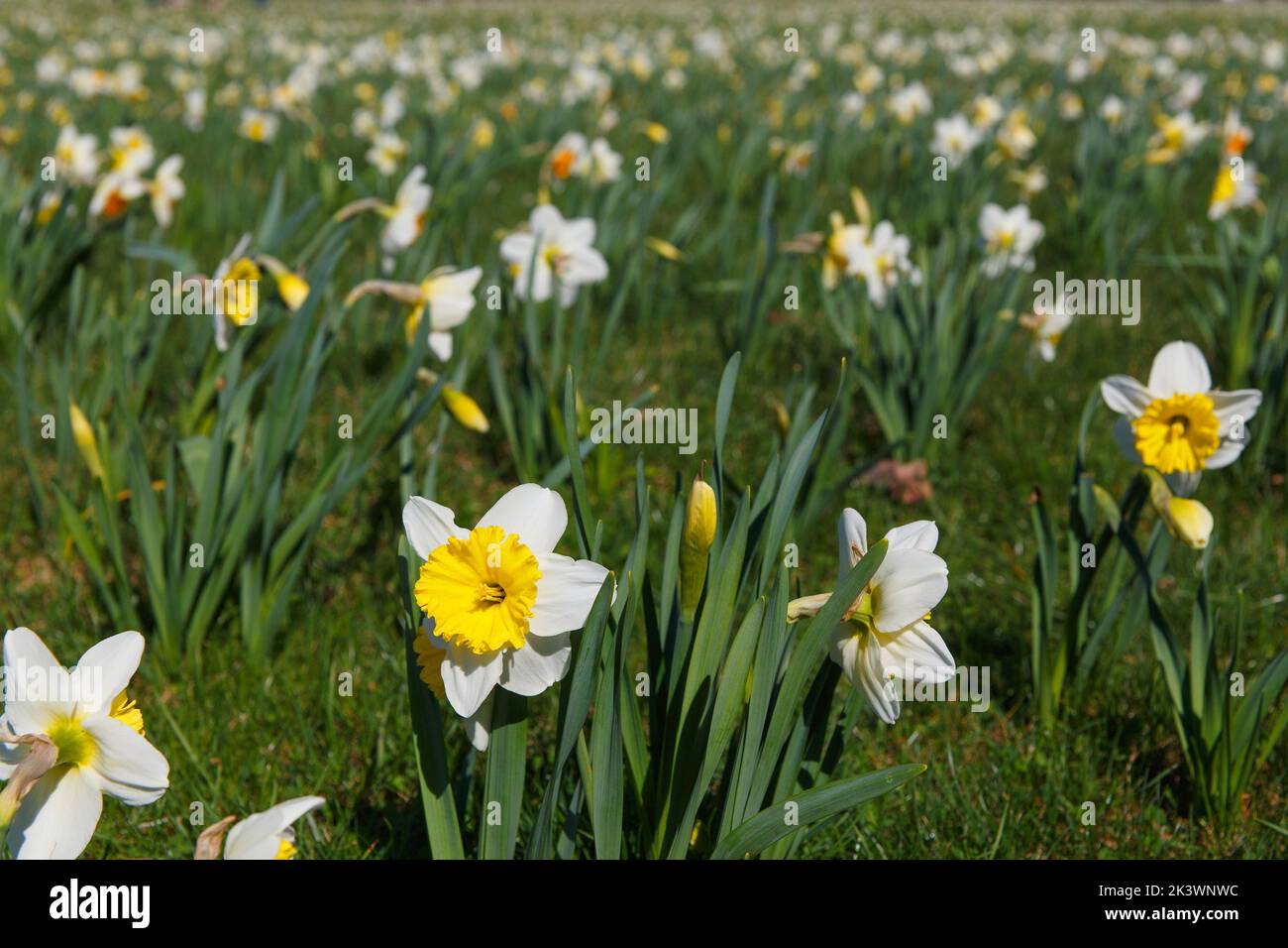 Field planted with flowering white daffodils Stock Photo - Alamy