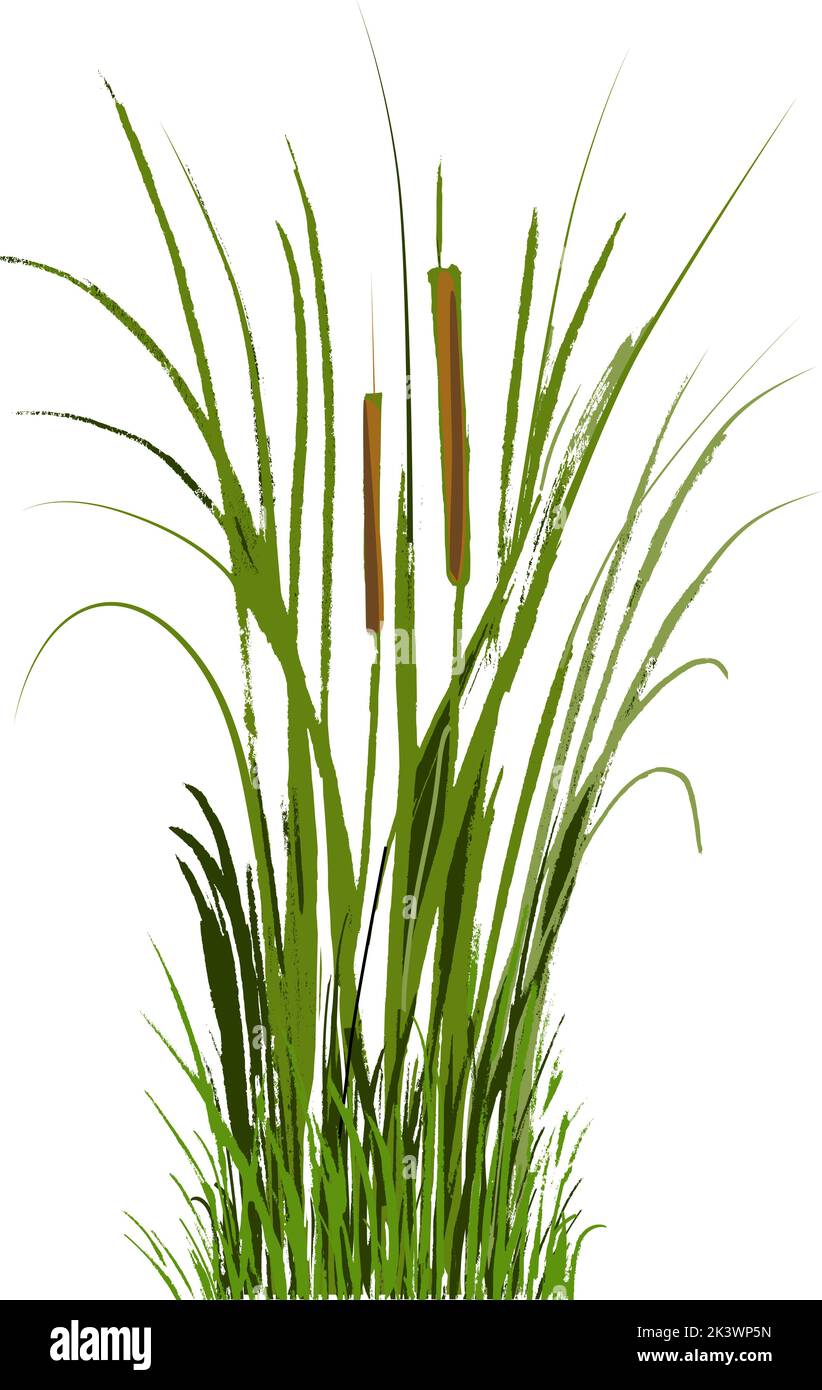 Bull rushes Cut Out Stock Images & Pictures - Alamy