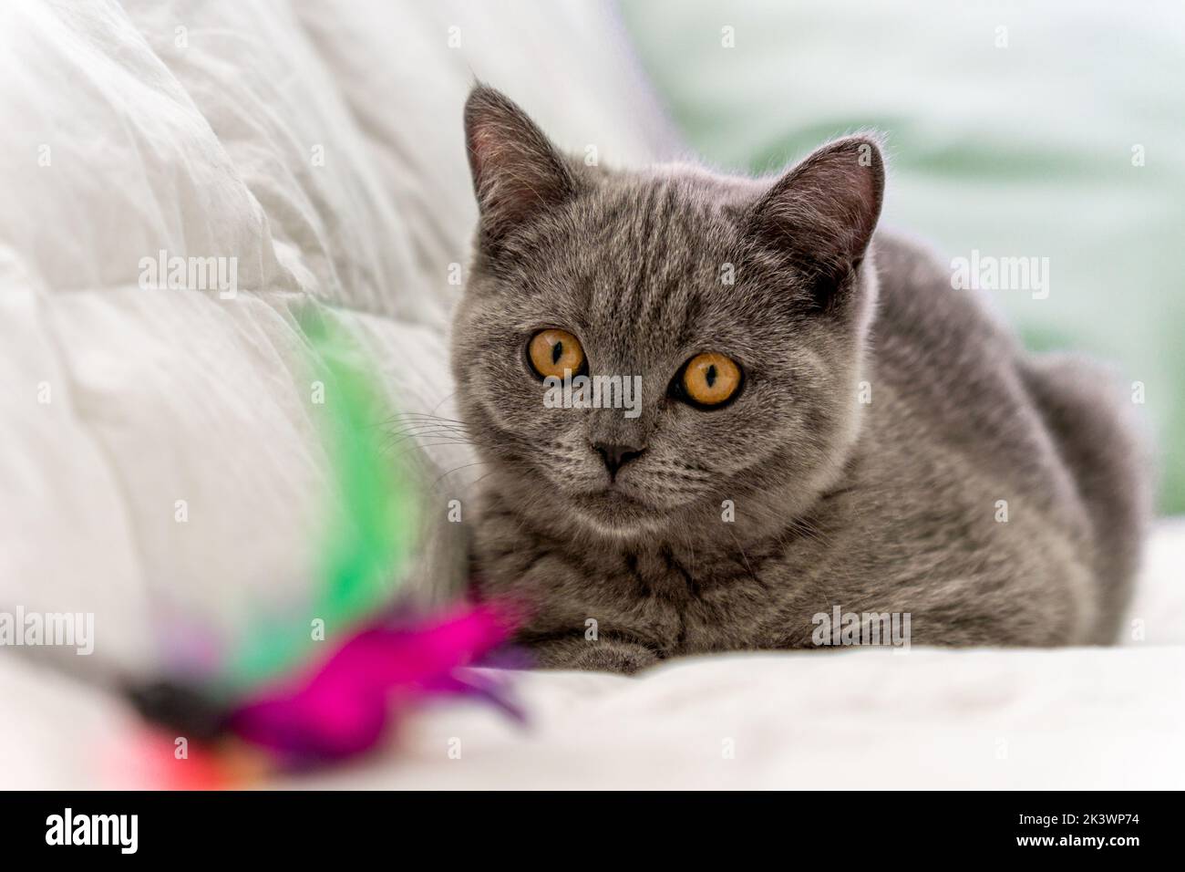 A cute grey cat laying on a bed Stock Photo - Alamy
